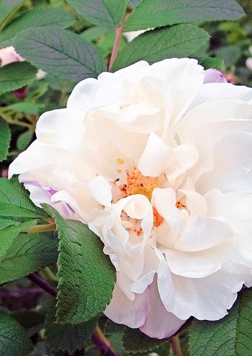 Ruusut – 16 upeinta lajiketta | Viherpiha