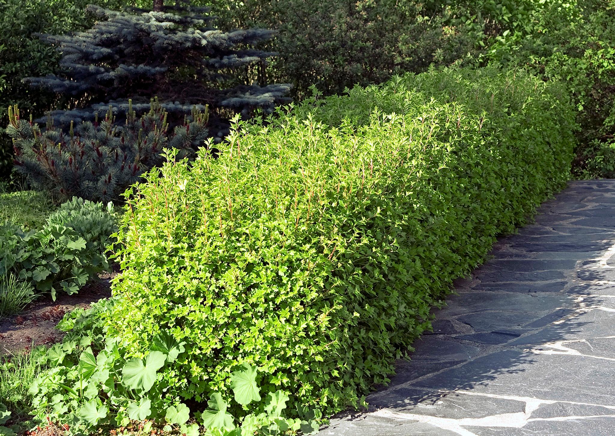 12 x muotoon leikattavat lehti- ja havupensaat | Viherpiha