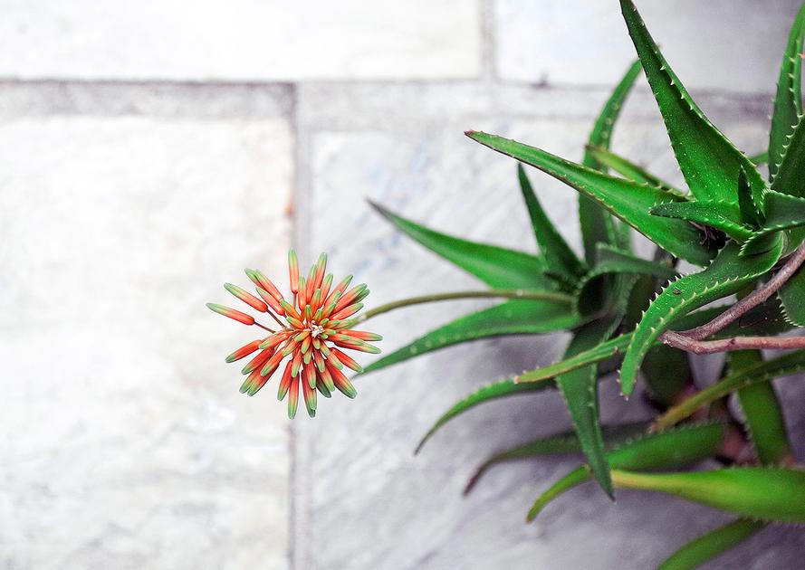 Eksoottiset kasvit – 12 kiehtovaa lajia | Viherpiha