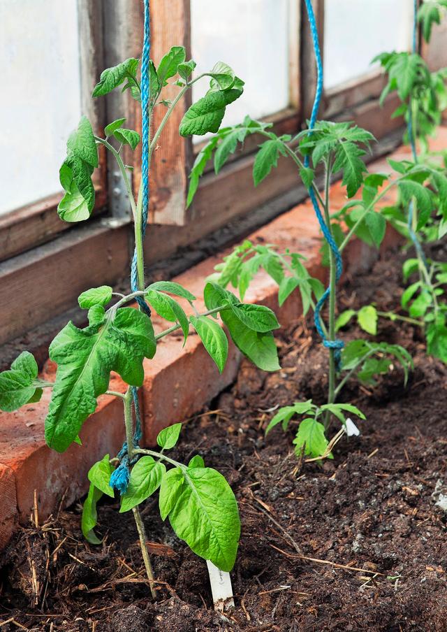 Tomaatin kasvatus kasvihuoneessa – lue vinkit! | Viherpiha