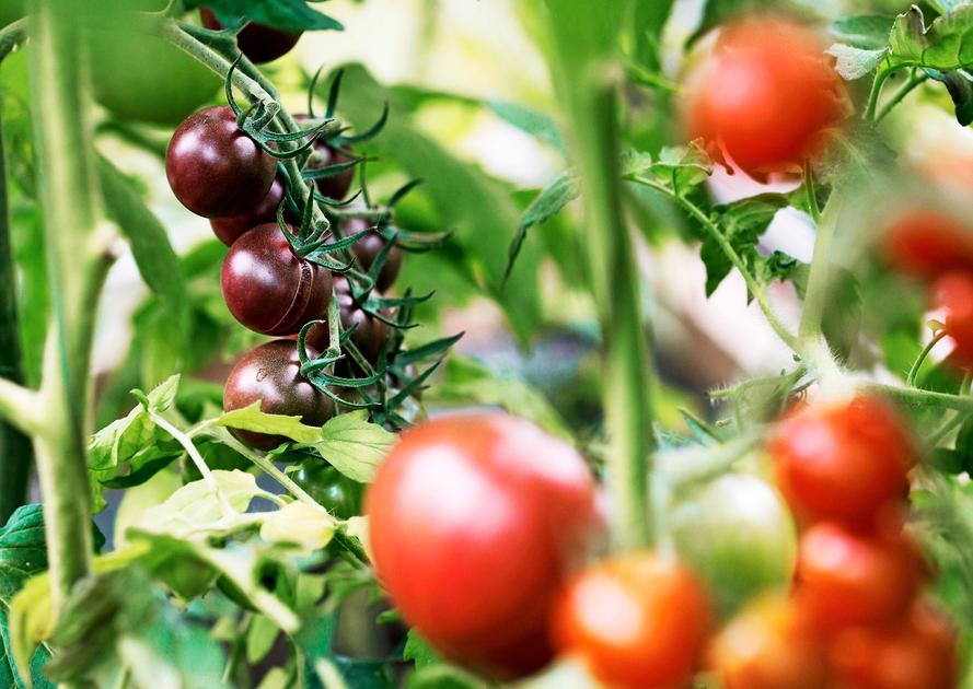 Tomaatin kasvatus kasvihuoneessa | Meillä kotona