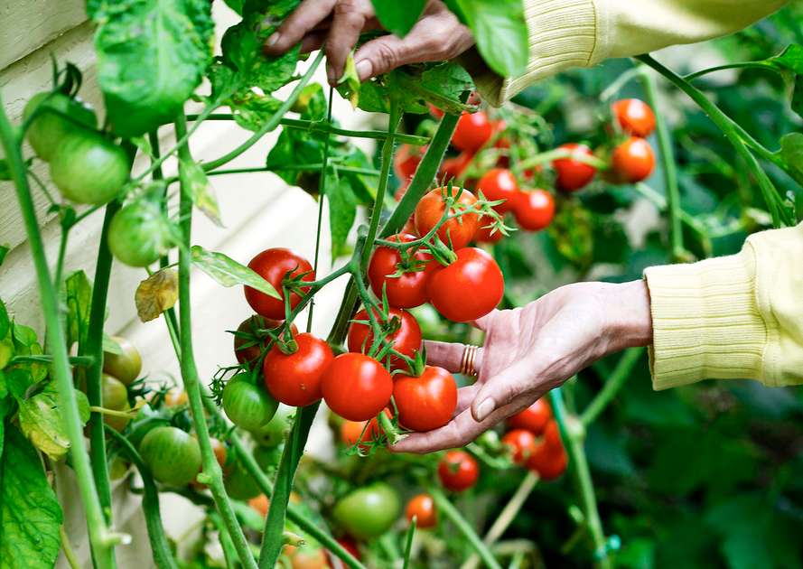 Tomaatin kasvatus | Meillä kotona