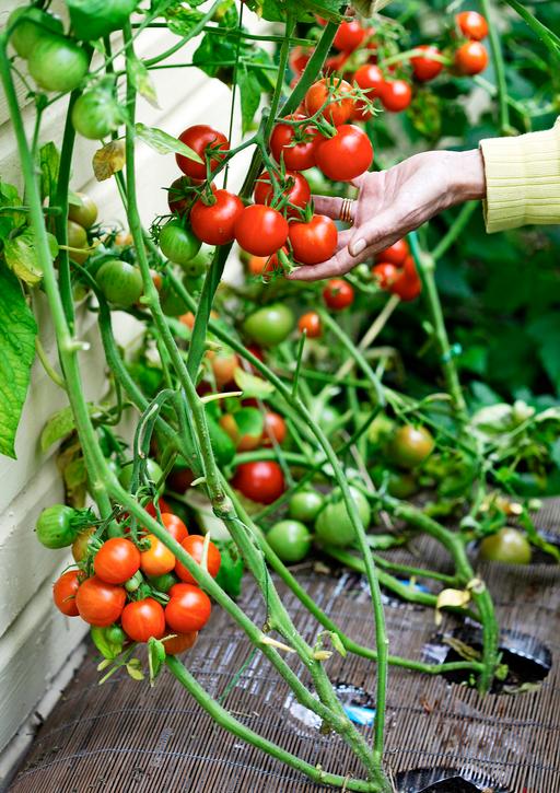 Kirsikkatomaatin kasvatus – katso ohje ja vinkit! | Meillä kotona