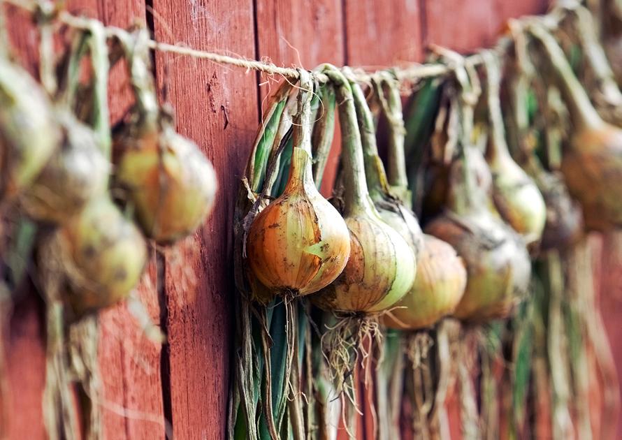 Sipulin kasvatus – katso ohje! | Viherpiha