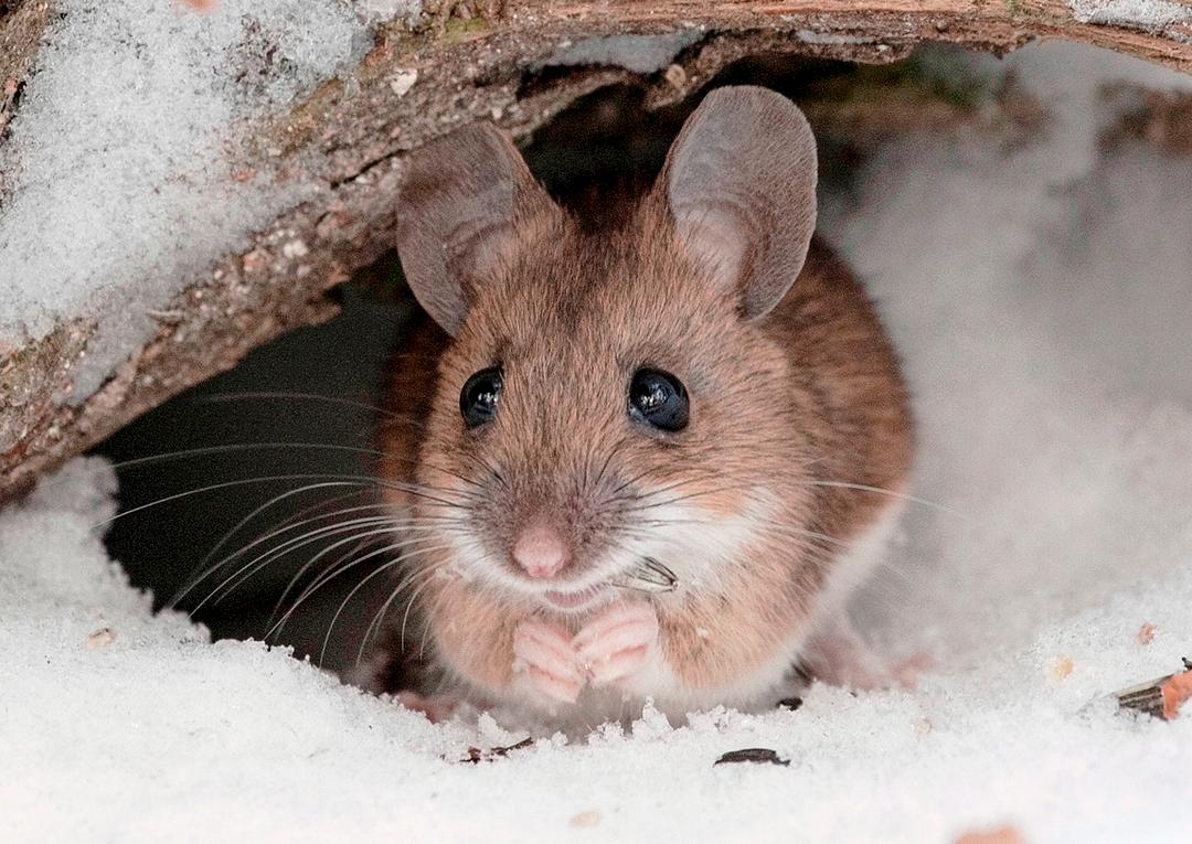 Eläinopas: tutustu pihan jyrsijöihin | Meillä kotona