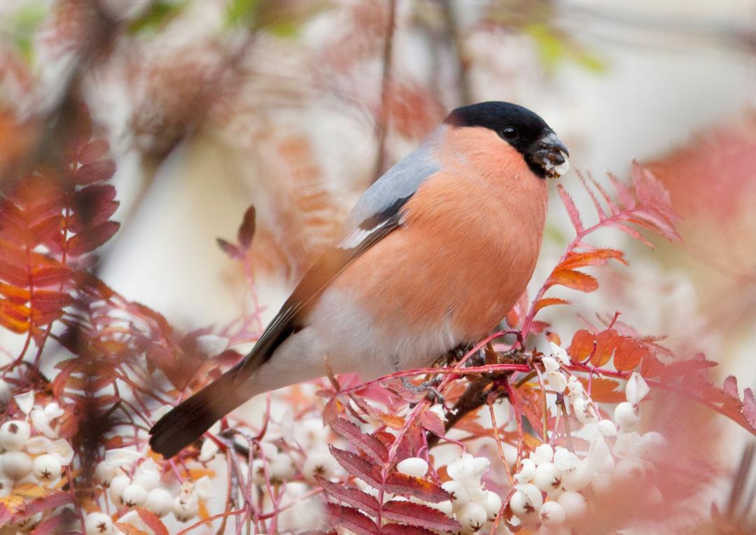 Eläinopas: tutustu lintulaudan lintuihin! | Meillä kotona