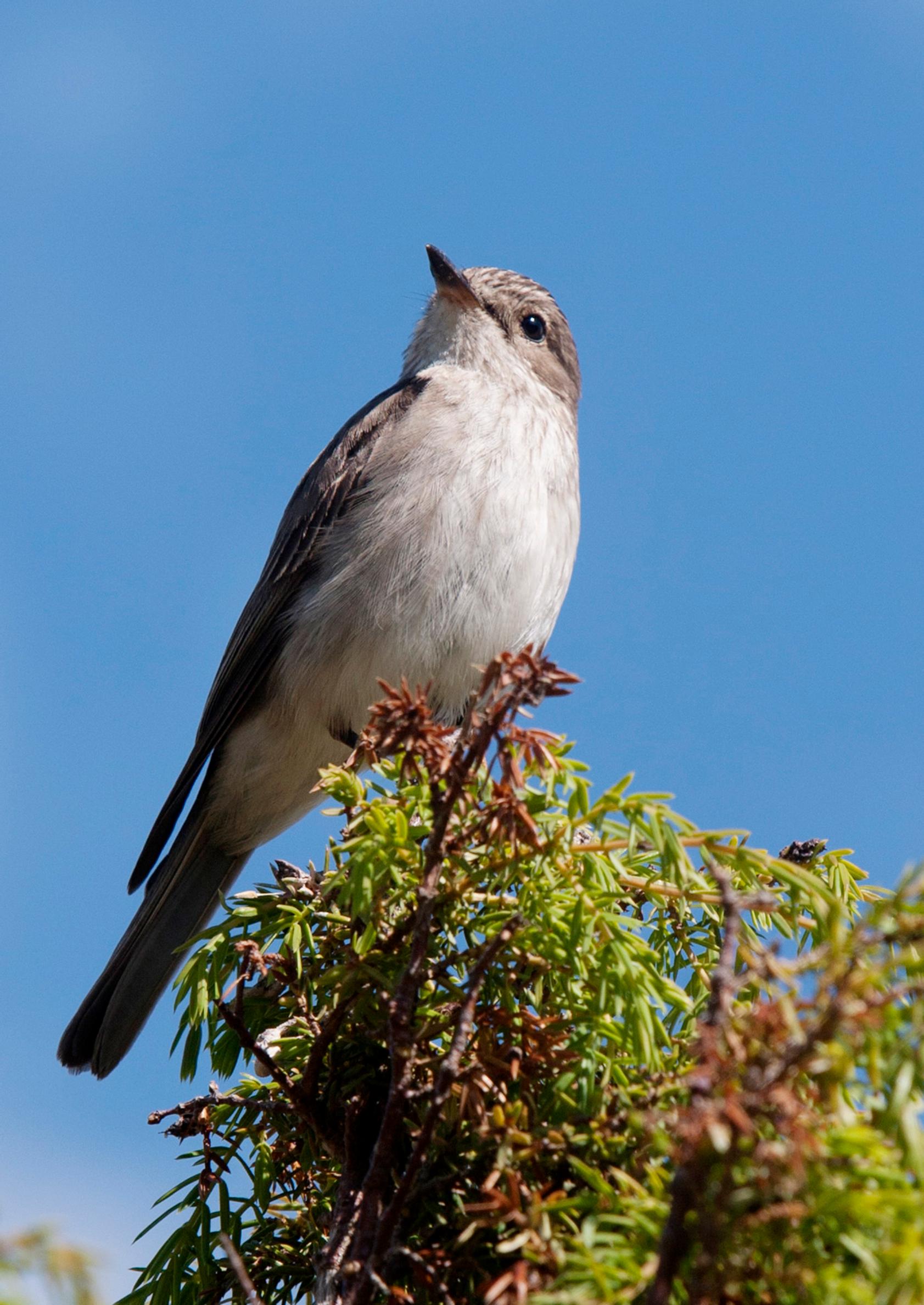 Eläinopas: tutustu kevään muuttolintuihin | Viherpiha
