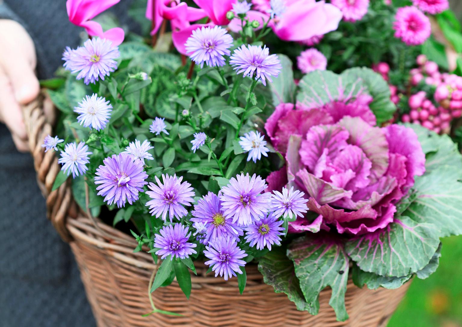 8 x hehkuvat syyskukat | Meillä kotona