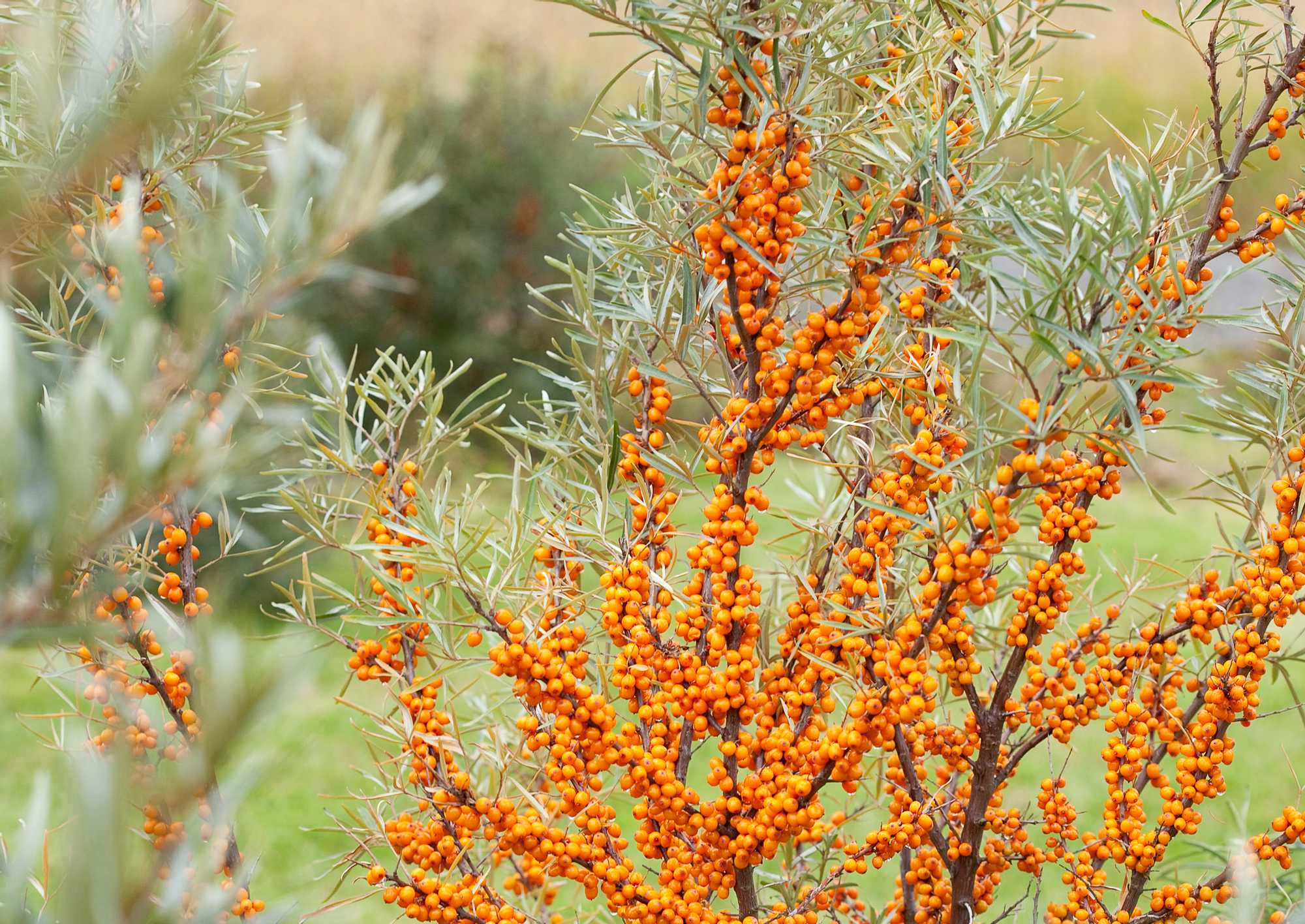 Tyrni – näillä vinkeillä onnistut tyrnin kasvatuksessa | Meillä kotona