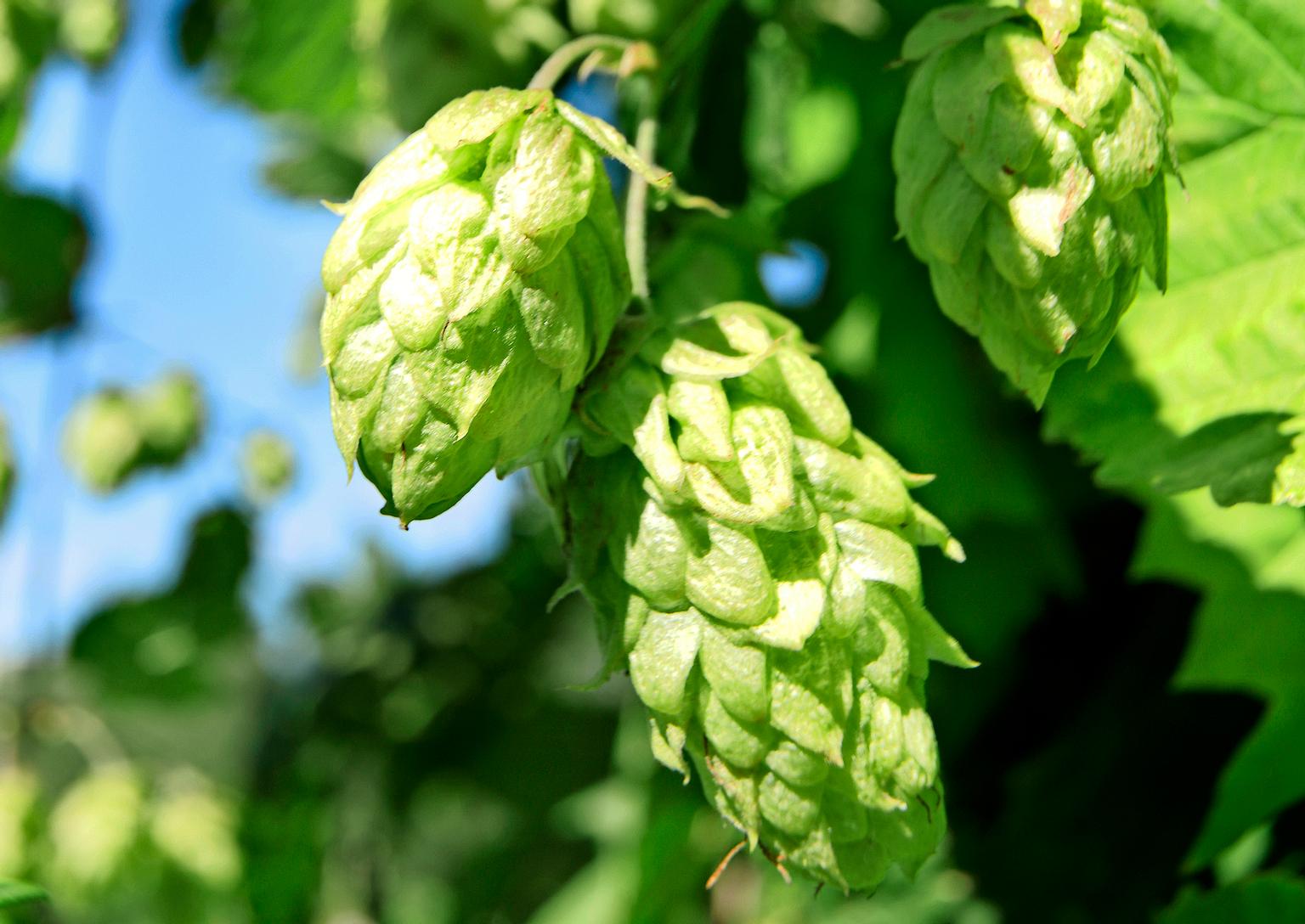 Humala: kasvatus ja hoito | Meillä kotona