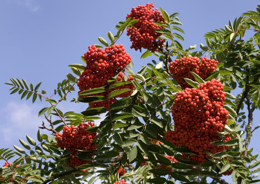 Pihlajan istutus ja hoito | Viherpiha