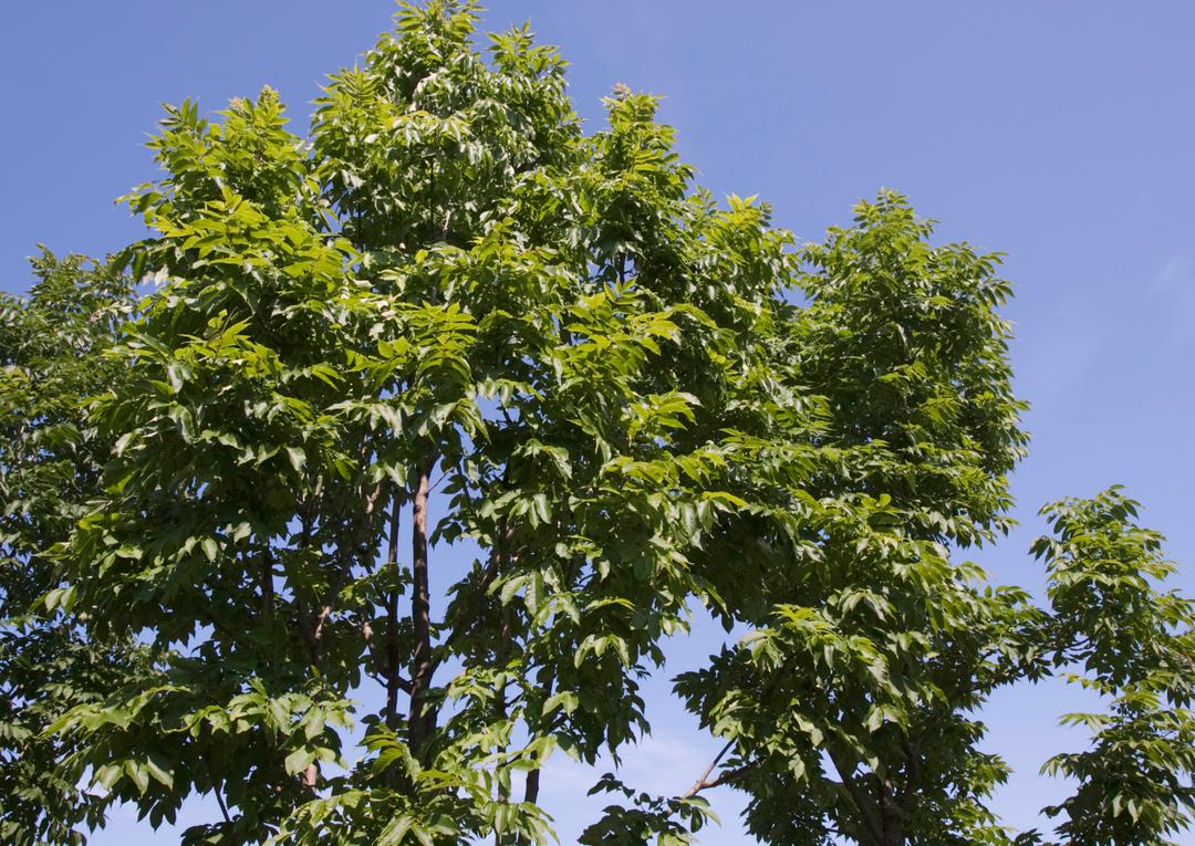 Saarni: näin onnistut puun kasvatuksessa | Meillä kotona