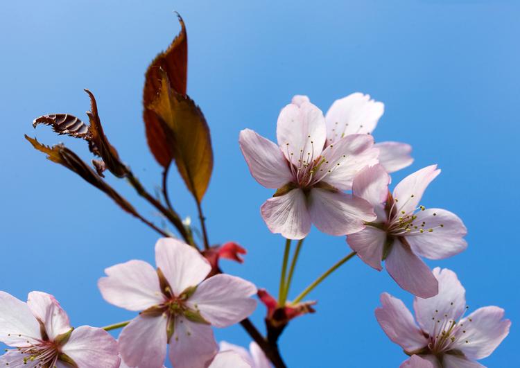 Koristekirsikka – katso hoito-ohjeet | Meillä kotona