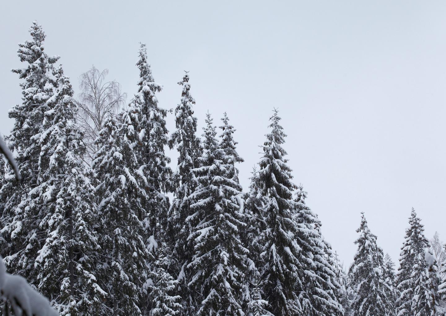 Kuusen istutus ja hoito | Meillä kotona
