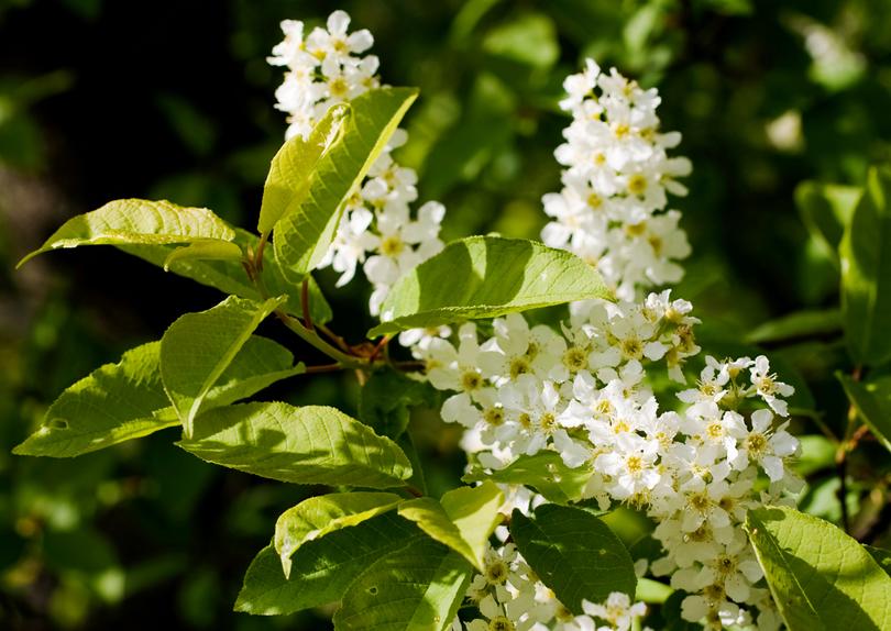 Tuomi: näin onnistut puun kasvatuksessa | Meillä kotona