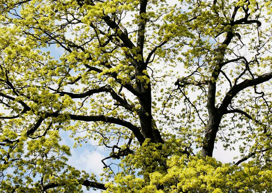 Vaahtera: lajin valinta, istutus ja kasvatus | Viherpiha