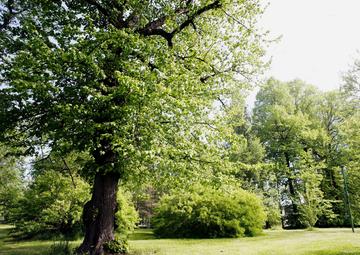 Vaahtera: lajin valinta, istutus ja kasvatus | Meillä kotona