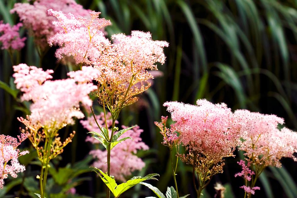 8 x savimaan kasvit | Viherpiha