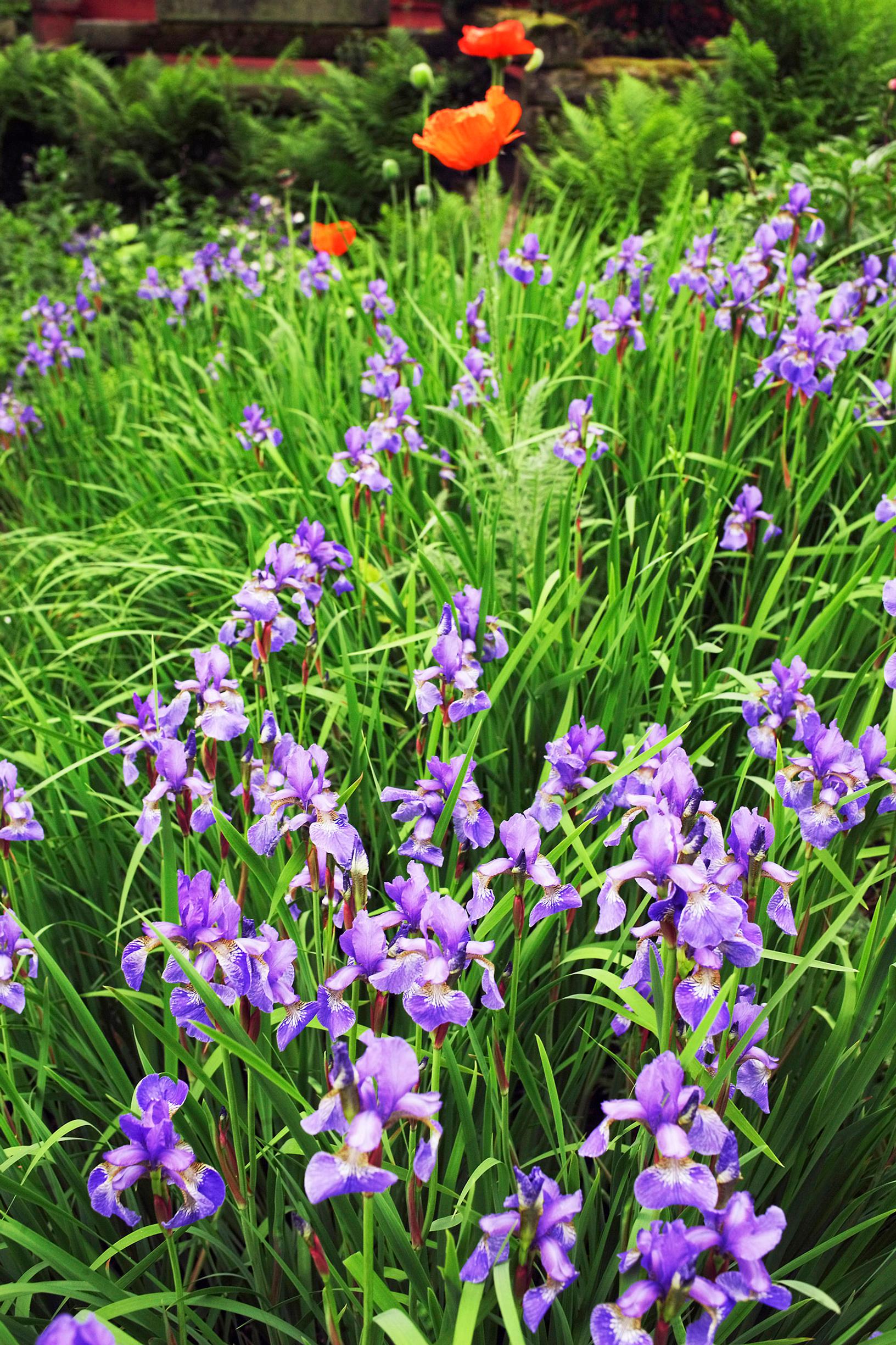 8 x savimaan kasvit | Viherpiha