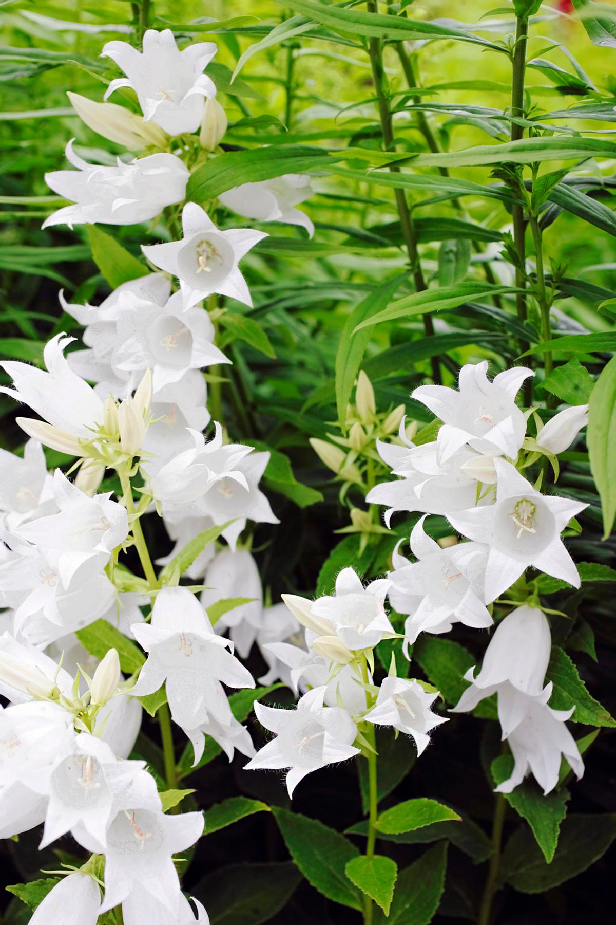 8 x savimaan kasvit | Viherpiha