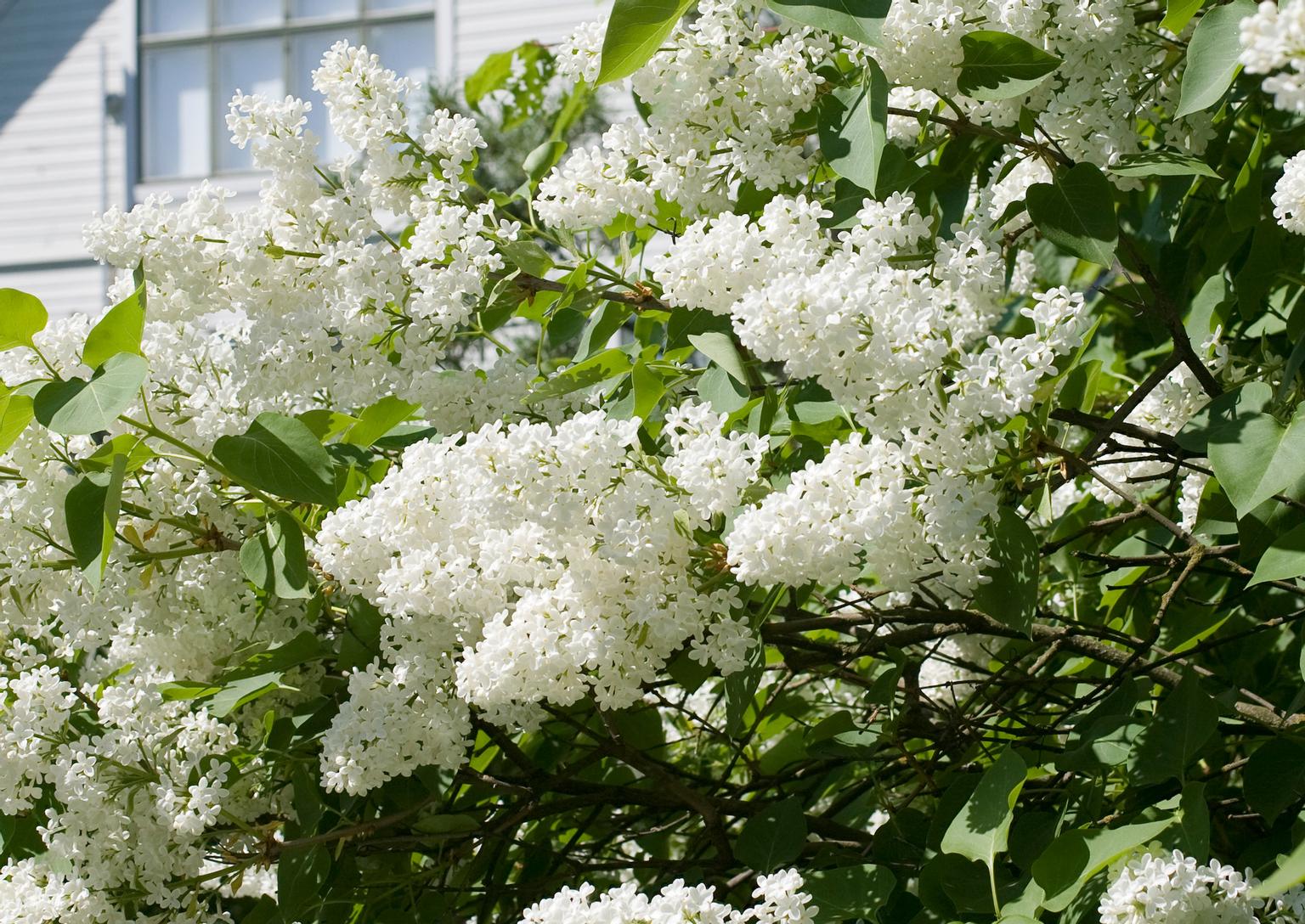 Syreenin kasvatus, hoito ja leikkaus – ohjeet | Meillä kotona