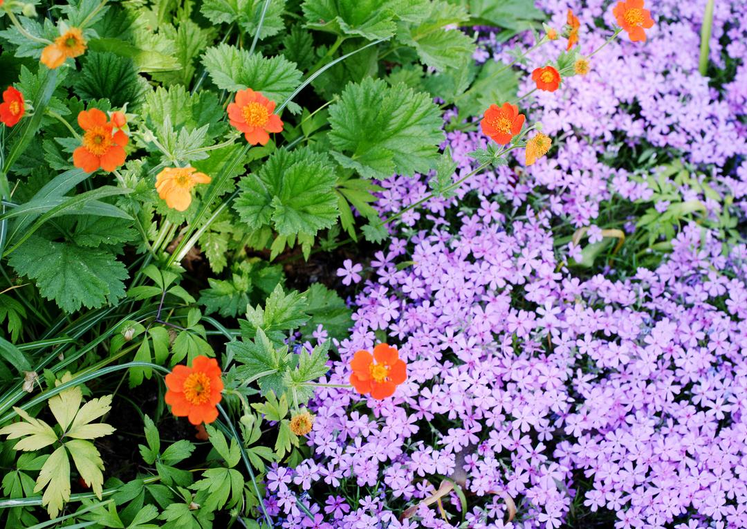 Keväällä kukkivat perennat | Meillä kotona