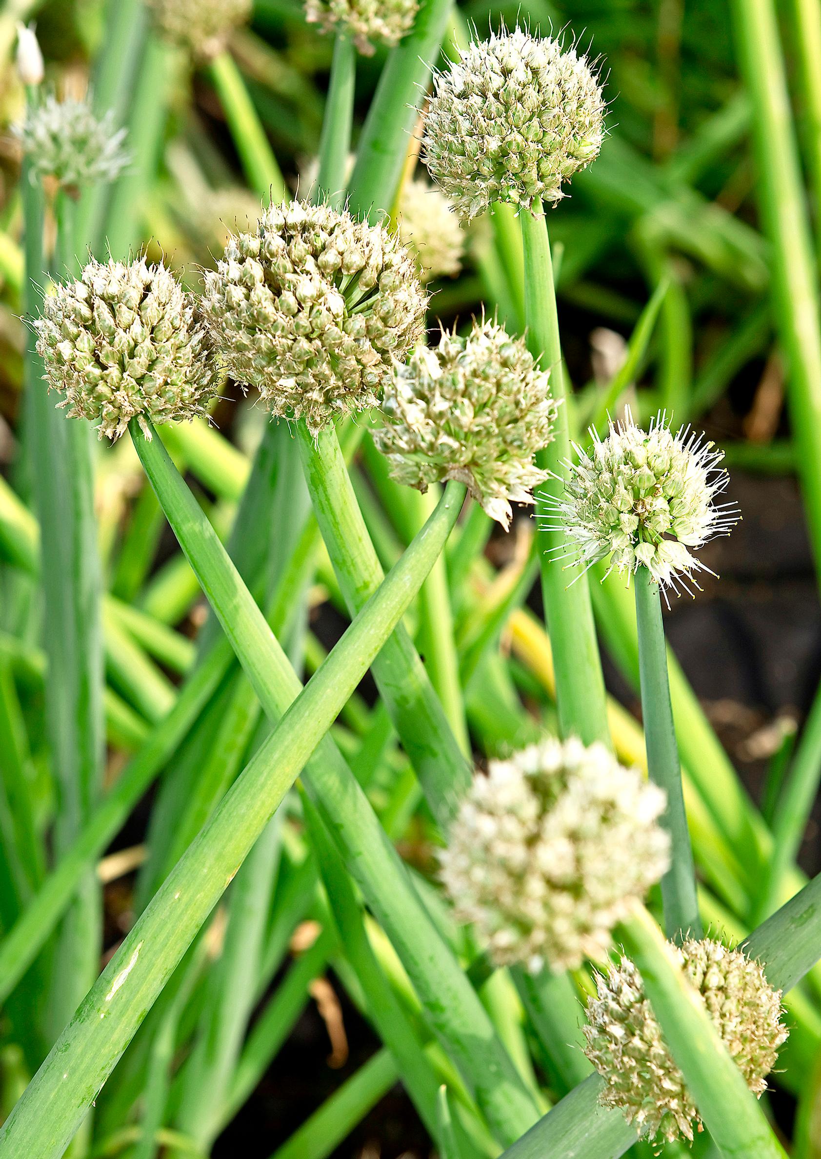 Monivuotisten sipulien kasvatus | Viherpiha