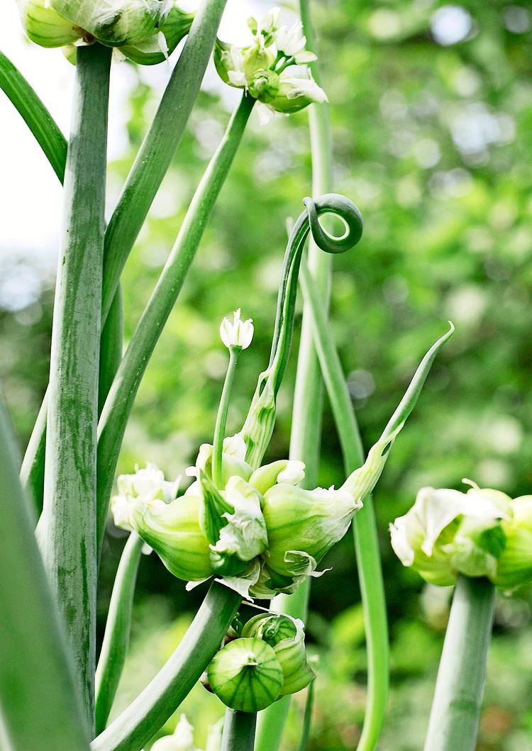 Monivuotisten sipulien kasvatus | Viherpiha