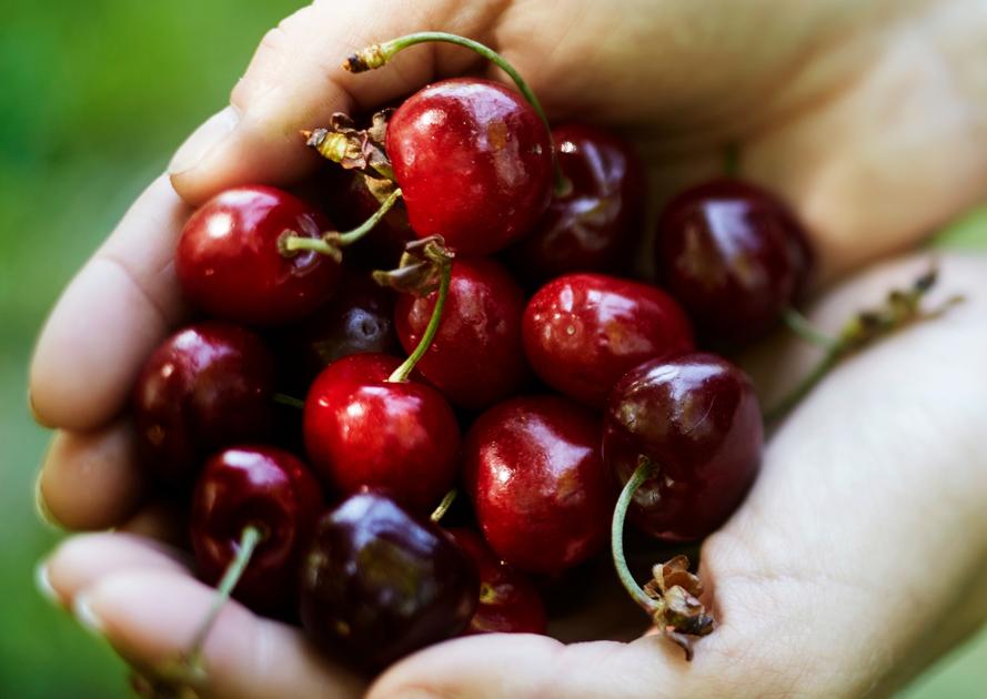 Kirsikka pärjää yhä pohjoisempana | Viherpiha