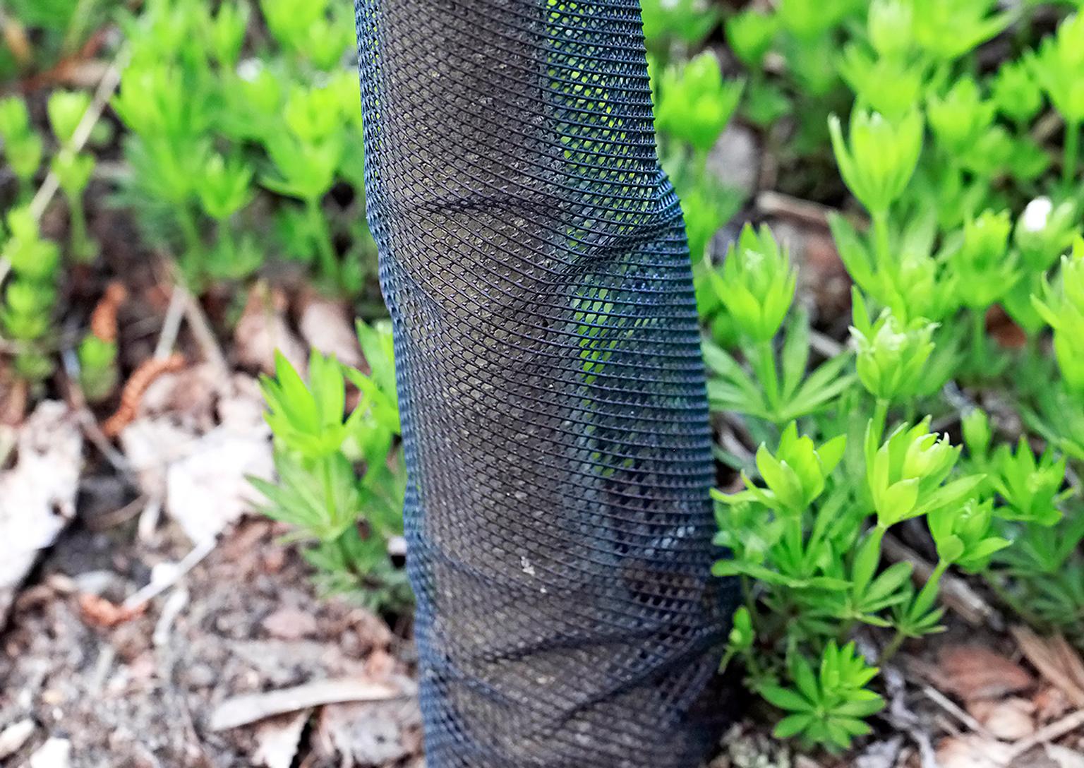 Puiden suojaus jäniksiltä ja jyrsijöiltä | Meillä kotona