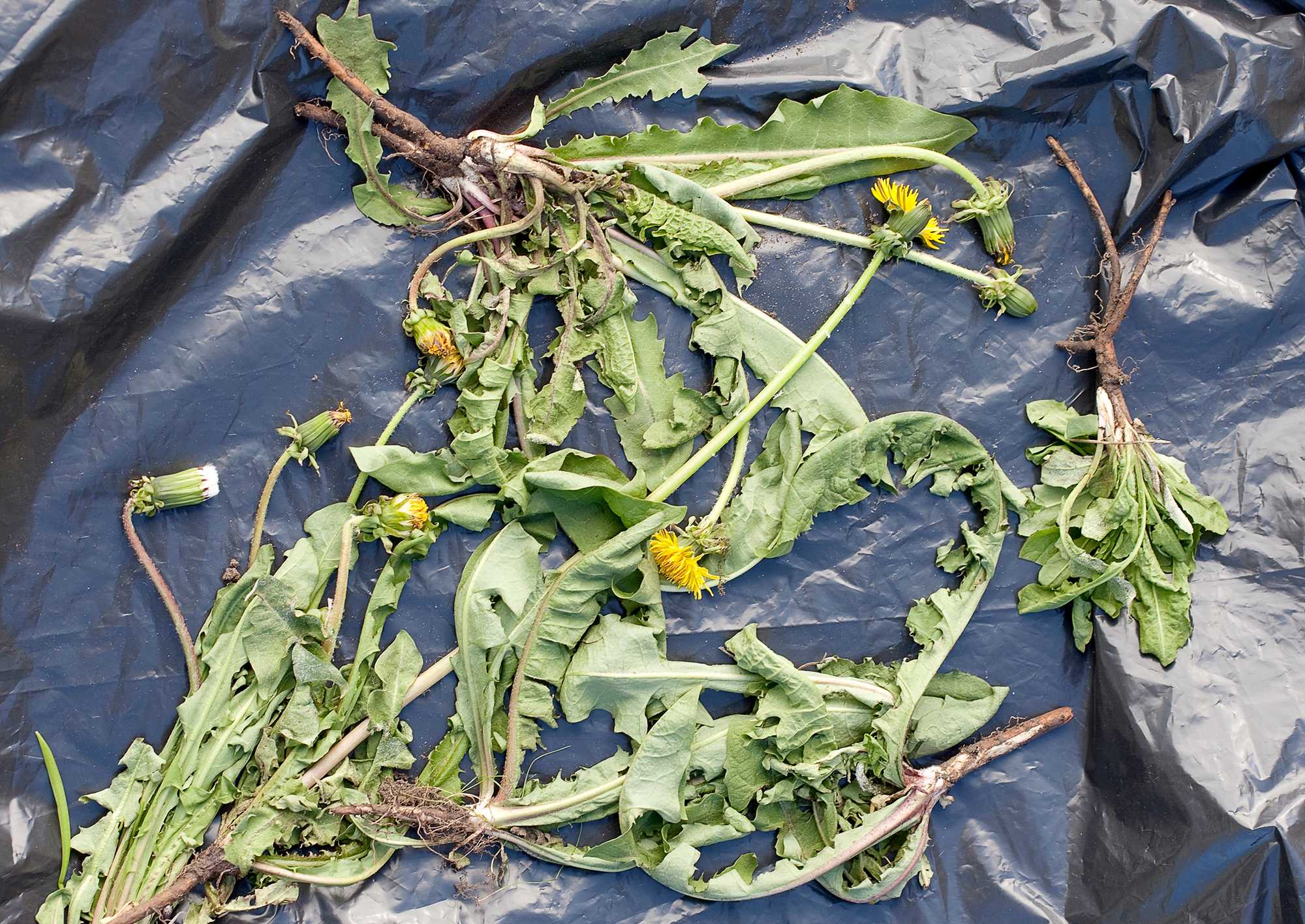 Tuhoa kitketyt rikkakasvit huolellisesti | Meillä kotona