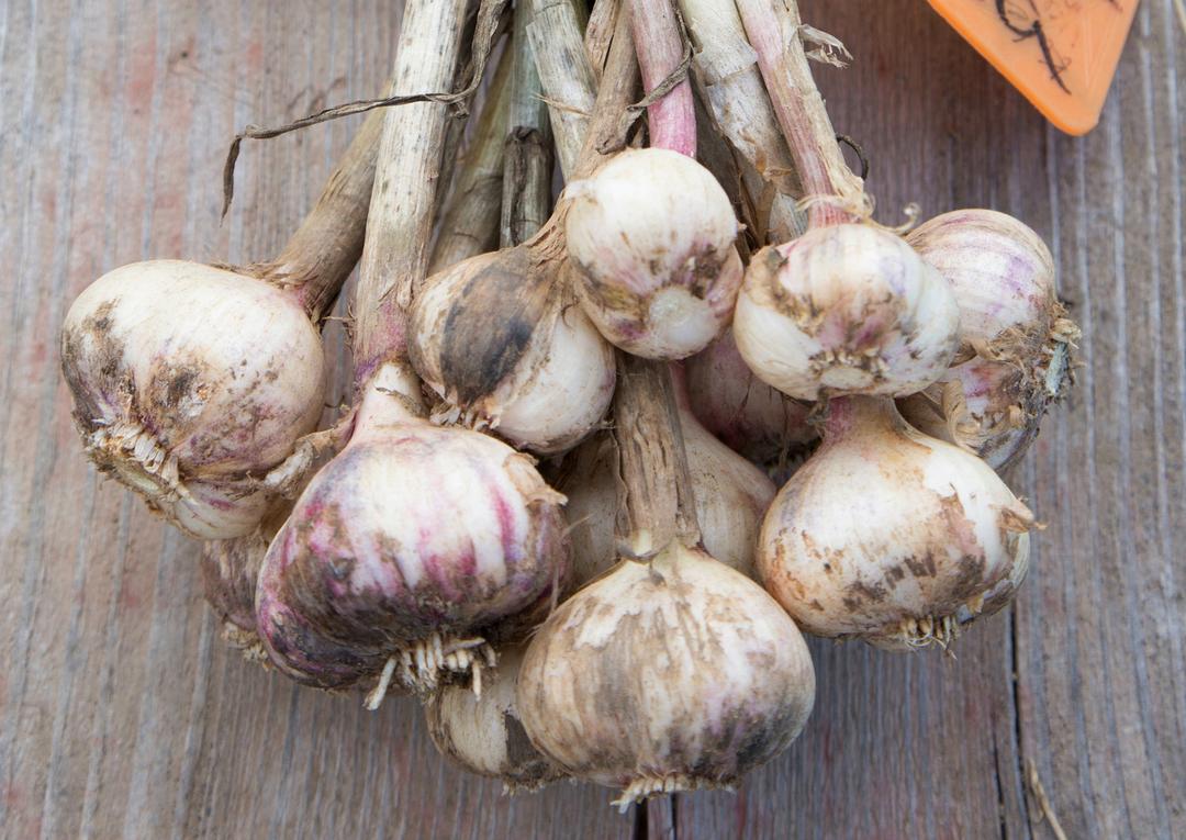 Valkosipulin kasvatus | Viherpiha