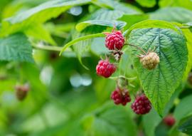 Vadelma – ohjeet istutukseen, kasvatukseen ja hoitoon | Meillä kotona