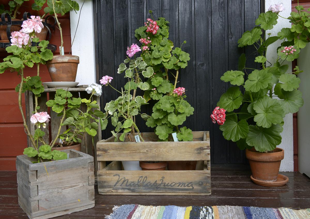 Pelargonin hoito ja lisäys pistokkaasta | Viherpiha