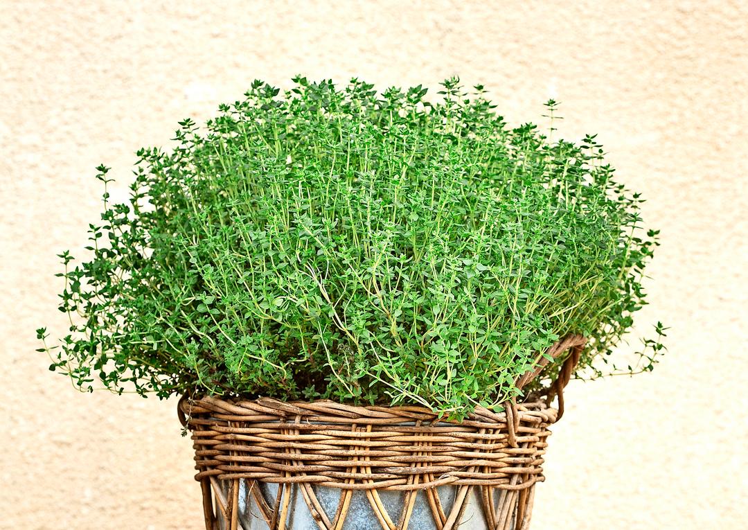 Timjami – kasvatus ja hoito | Meillä kotona