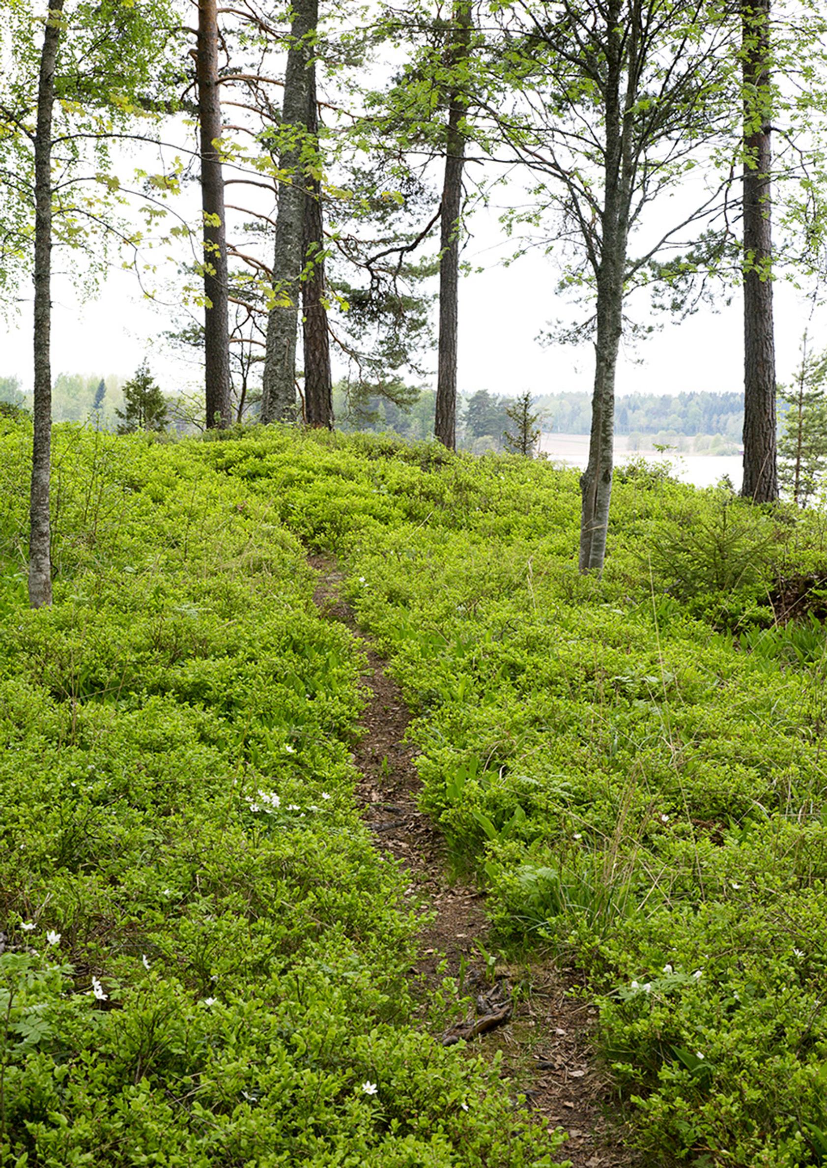 12 ideaa mökin pihapolkuihin | Meidän Mökki