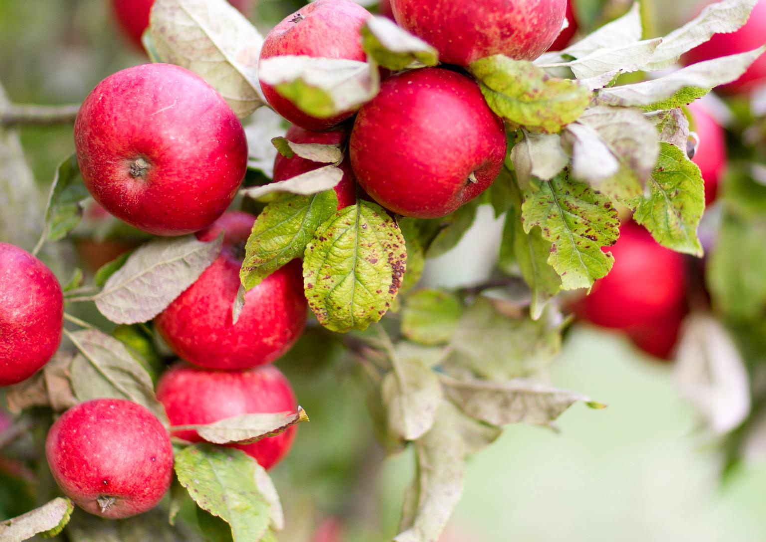 Omenapuu: kasvatus ja hoito | Meillä kotona