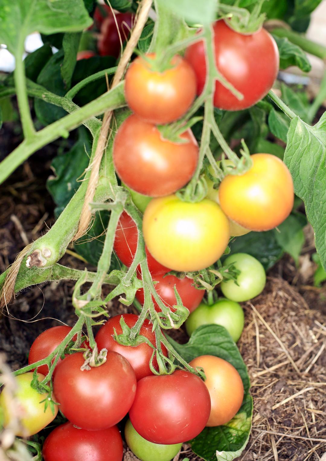 Tomaatin kasvatus – katso ohje! | Viherpiha