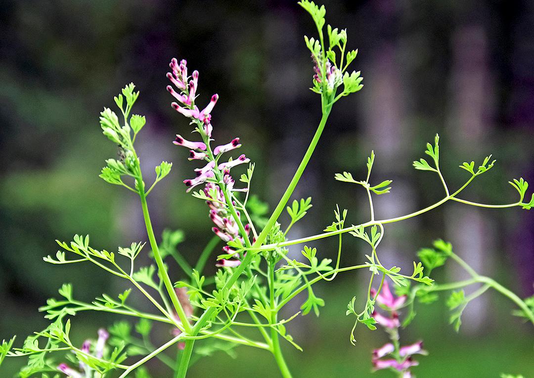 Tunnista ja torju yksivuotiset rikkakasvit | Meillä kotona