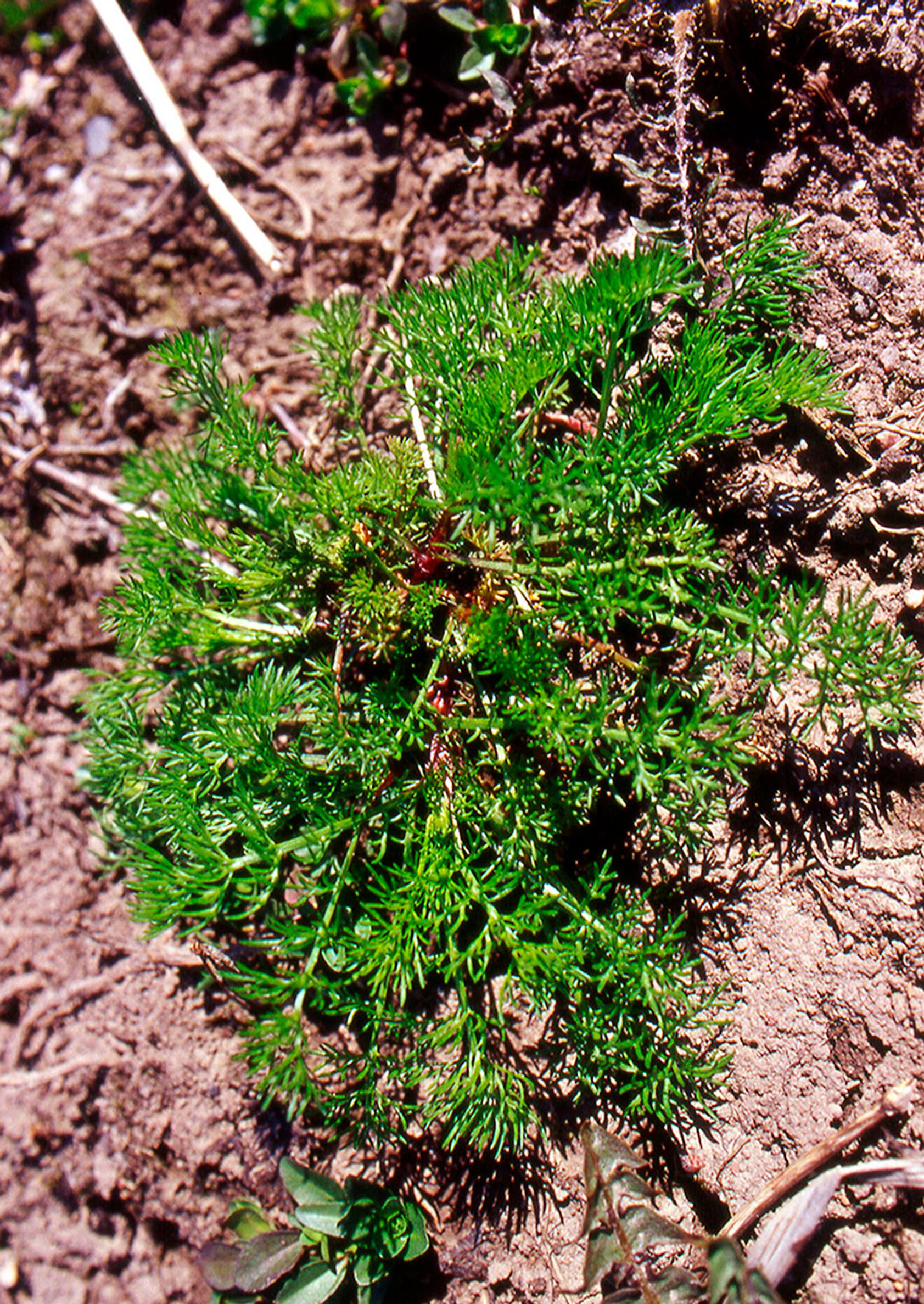 Tunnista ja torju yksivuotiset rikkakasvit | Viherpiha