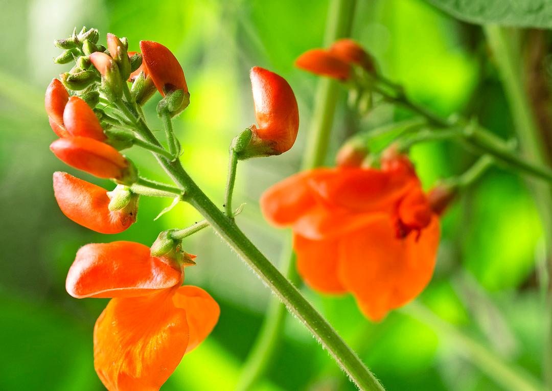 Ruusupavun kasvatus – lue vinkit! | Meillä kotona