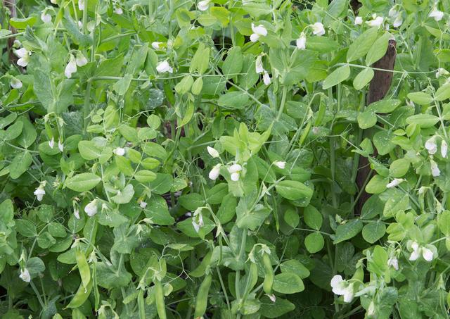 Kasvimaan perustaminen – 3 erilaista tapaa | Viherpiha