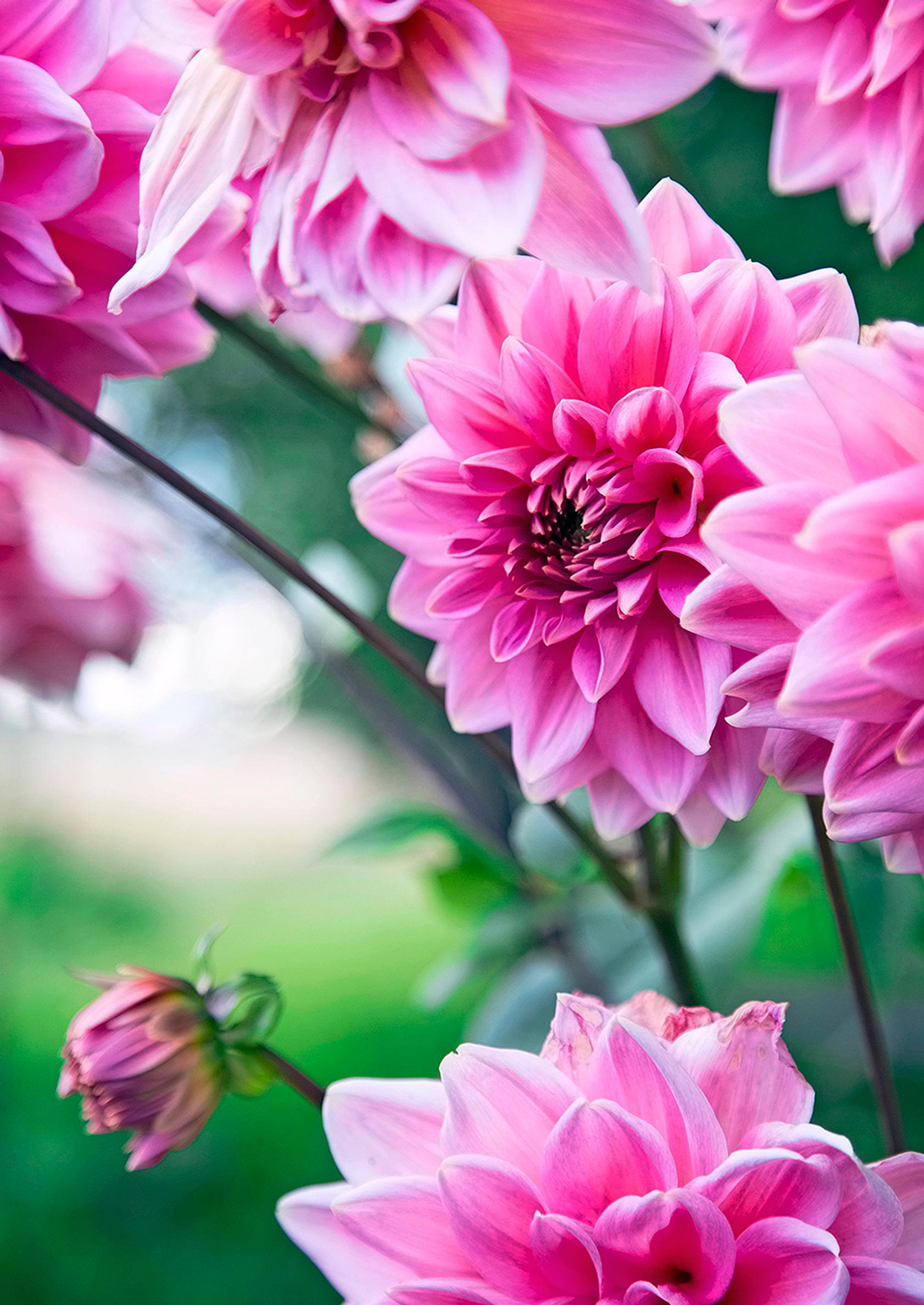 Daalialajikkeet: 7 suosikkia | Viherpiha