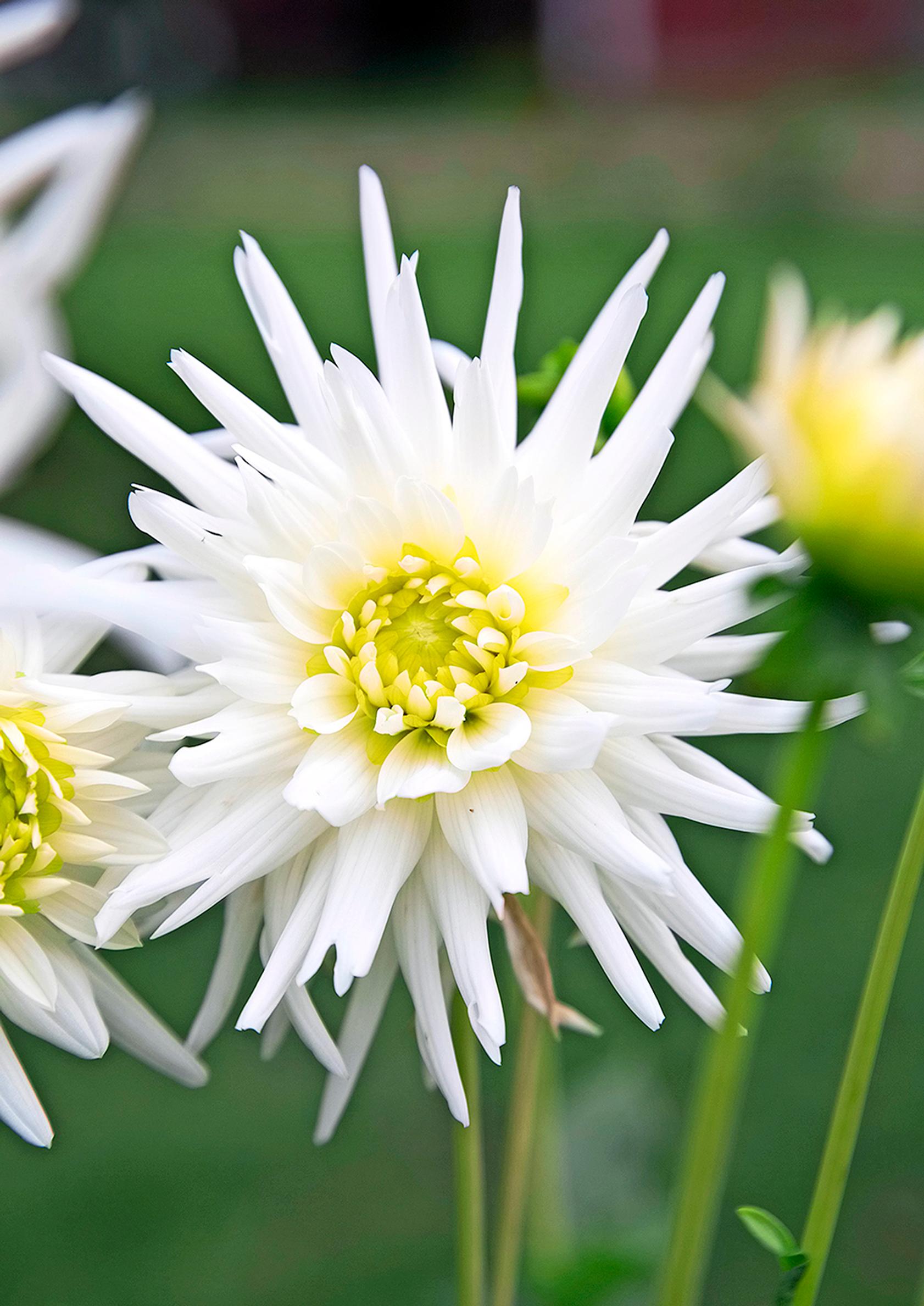 Daalialajikkeet: 7 suosikkia | Viherpiha