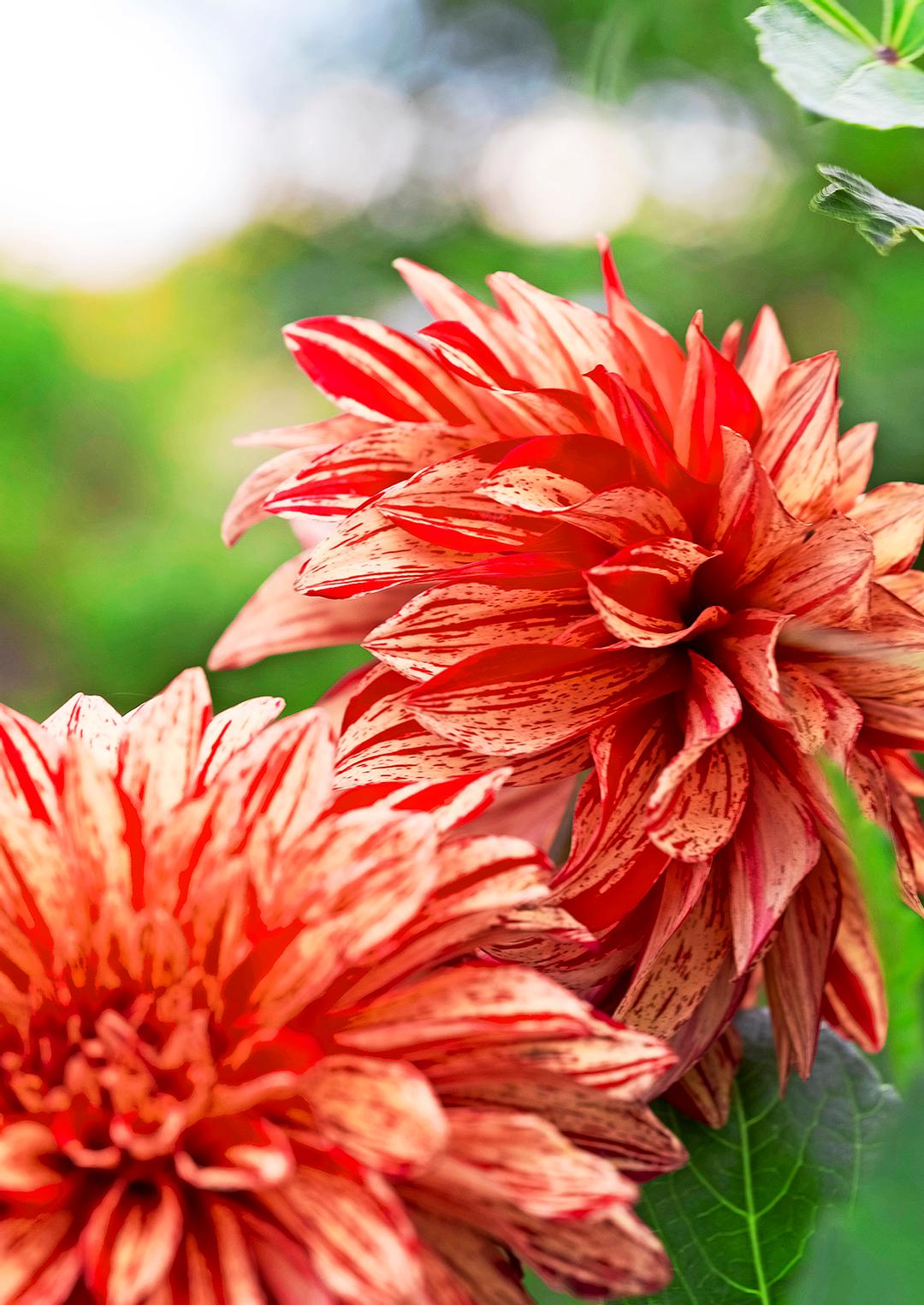 Daalialajikkeet: 7 suosikkia | Viherpiha