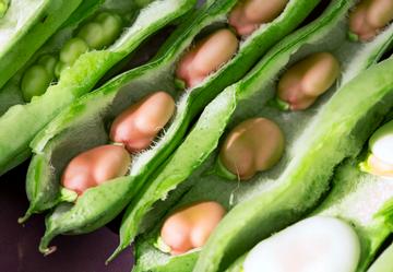 Soijapapu – kylvö ja viljely | Meillä kotona