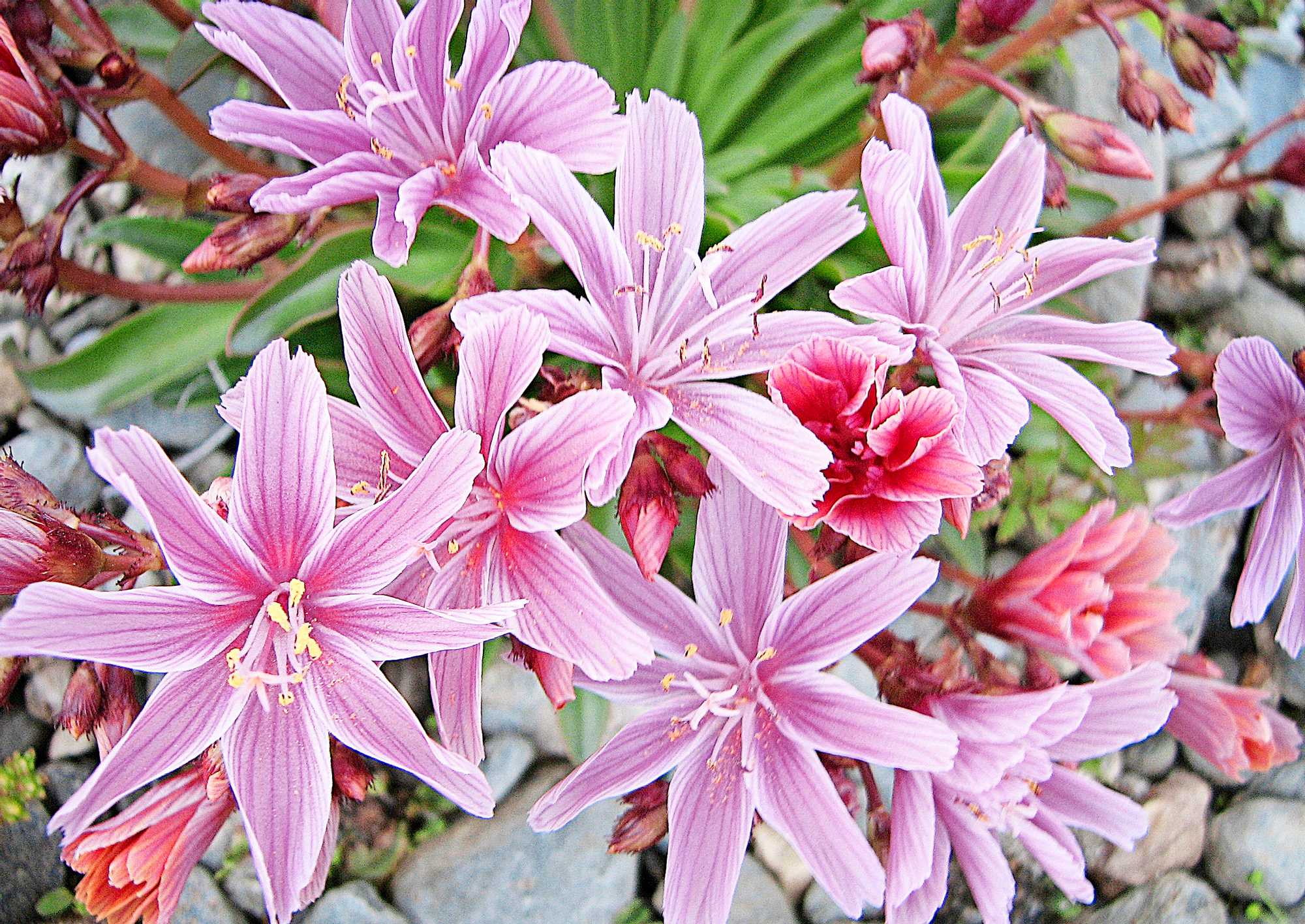 Levisian kasvatus | Meillä kotona