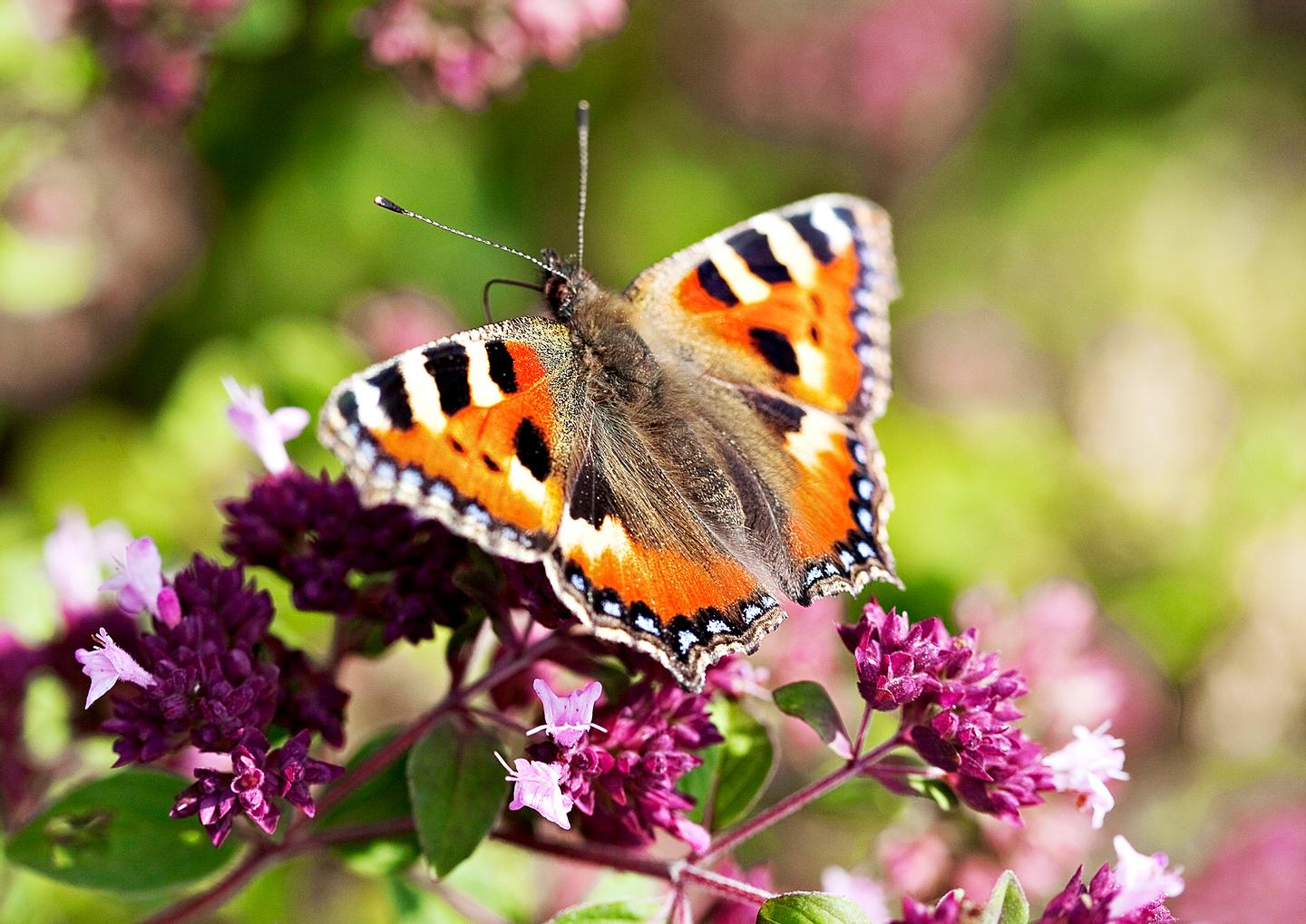 Mehiläisiä ja perhosia houkuttelevat kukat | Meillä kotona