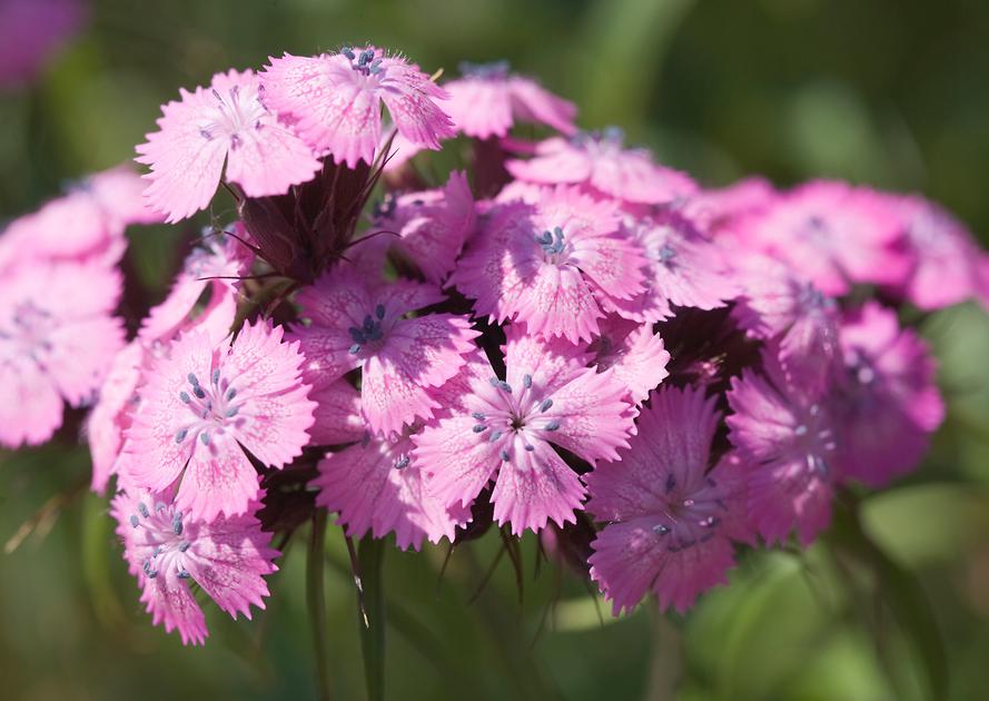 Neilikka: kasvatus ja hoito – katso ohjeet! | Viherpiha