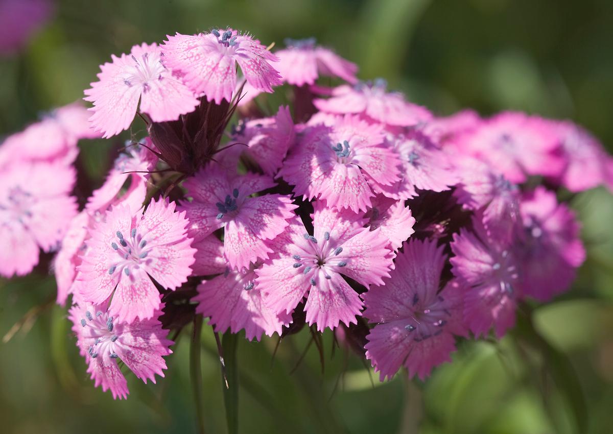 Neilikka: kasvatus ja hoito – katso ohjeet! | Viherpiha